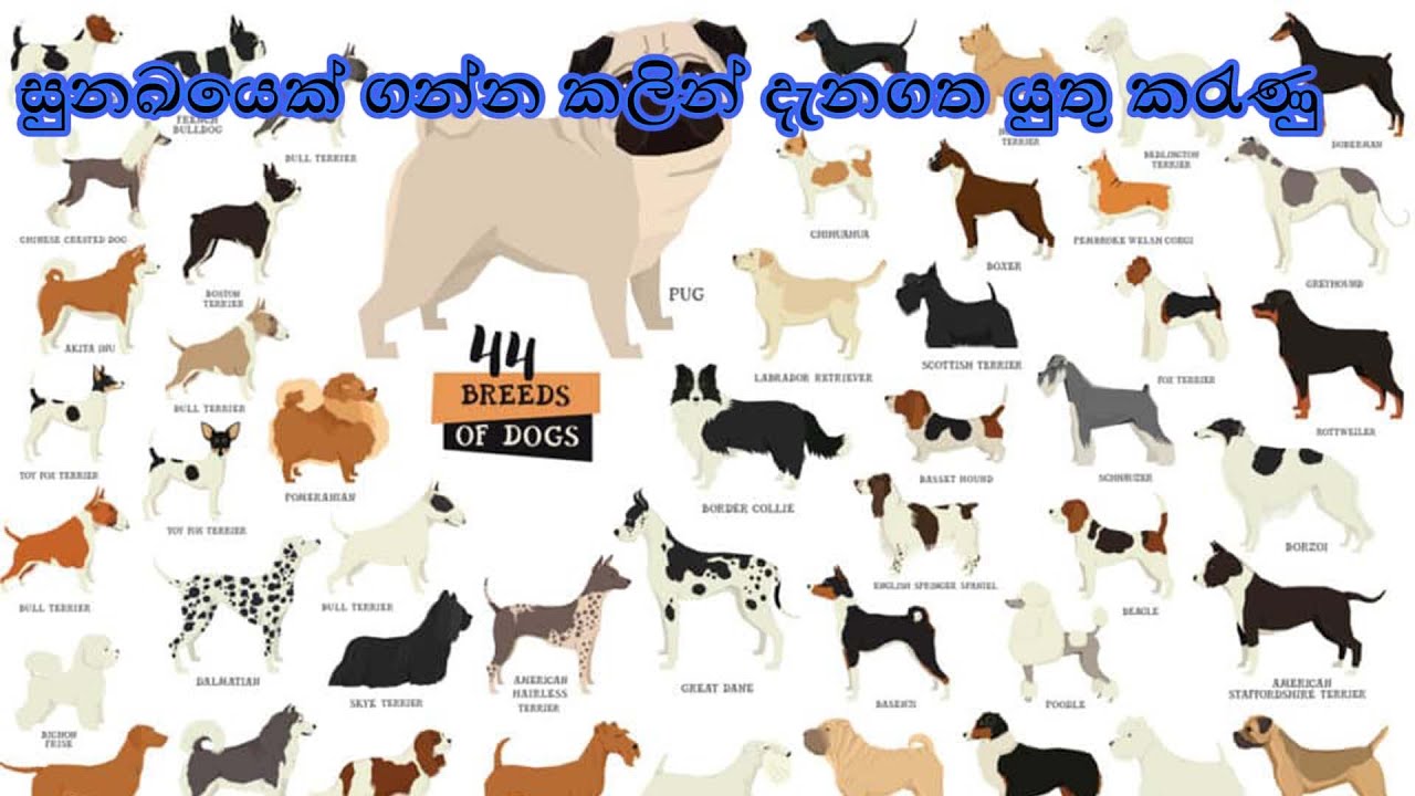 Is A Sinhala Hound A Good Pet