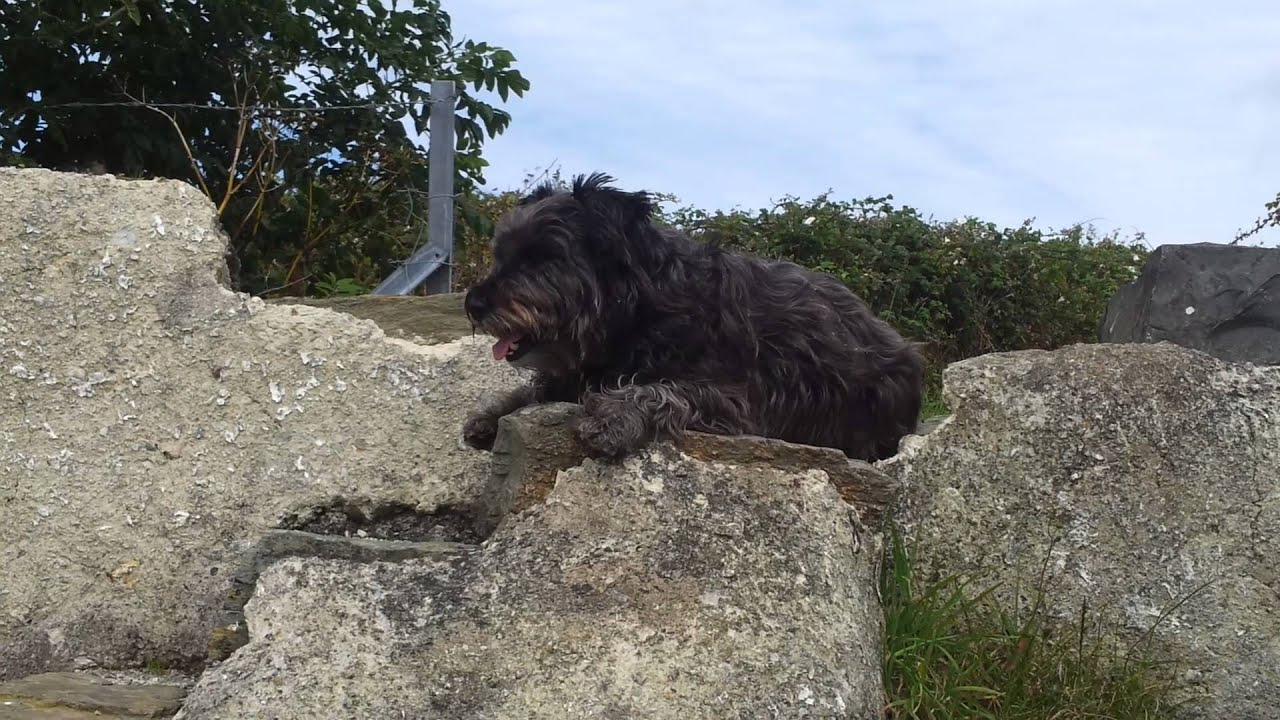 schnauzer' wauzer loves new life in north wales uk - YouTube