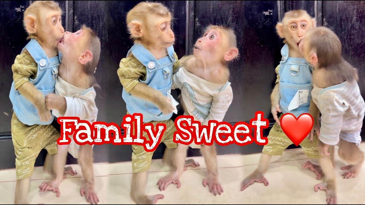 These two monkeys like sweet food before eating - YouTube