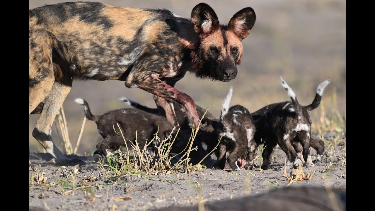 African Wild Dogs - Den Drama - YouTube