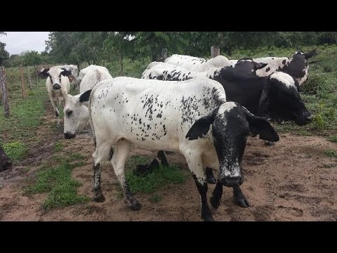 Singularidades del Cruce entre Ganado Hostein y Bon - TvAgro por Juan ...