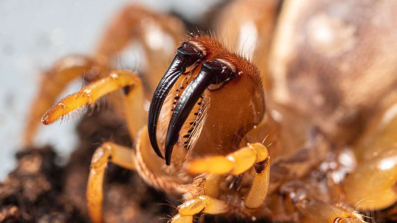 Rehoused my Calommata signata lasses. Please read pinned comment. - YouTube