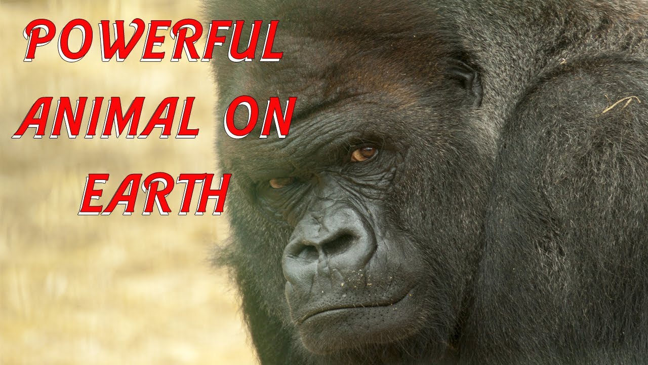 The most 7 powerful animal on earth - YouTube