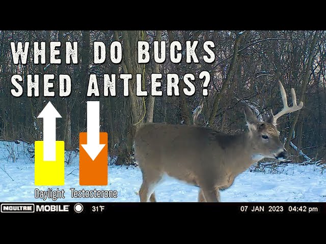 How Often Do Stags Shed Their Antlers