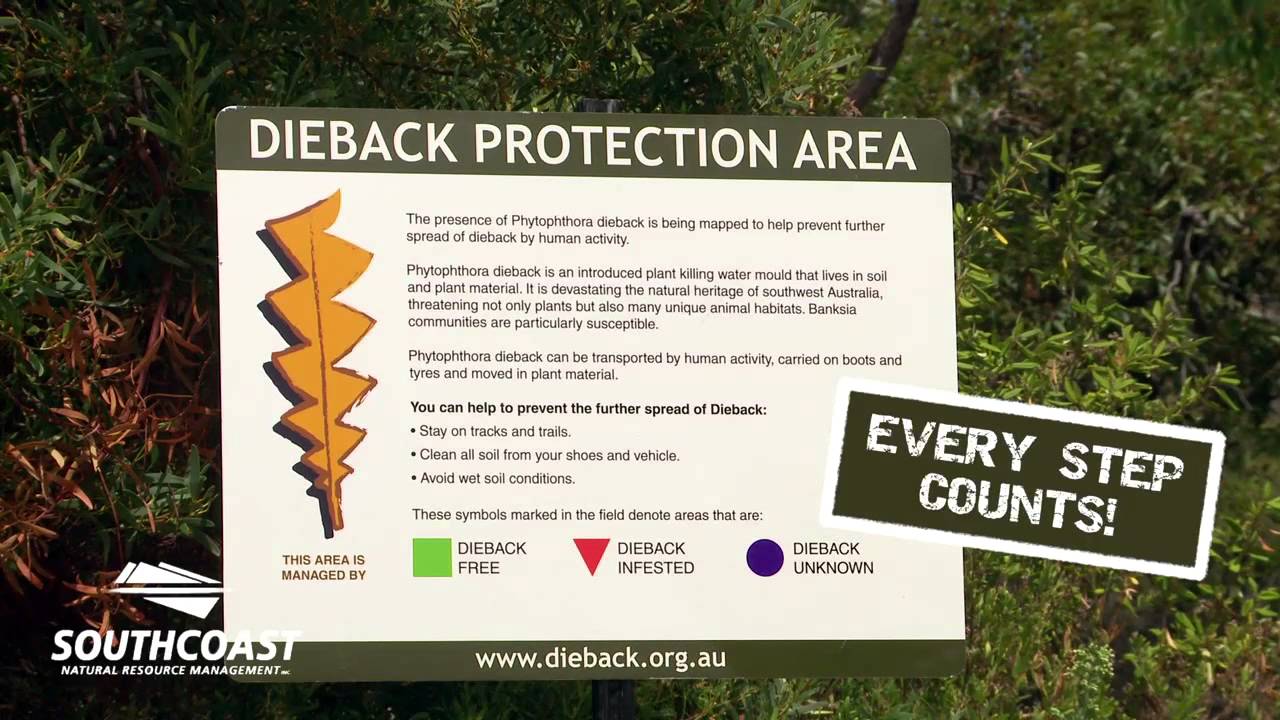 South Coast NRM Project Dieback Public Information Film - YouTube