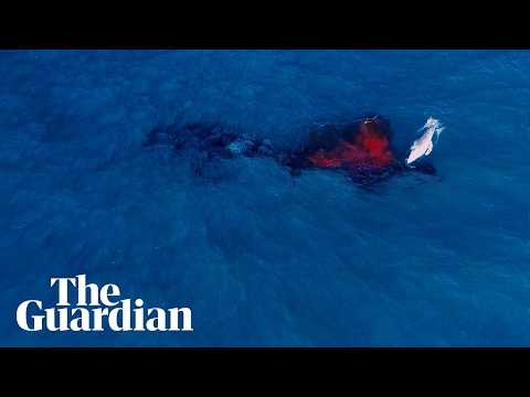 Rare moment humpback whale gives birth captured by drone off Australian coast