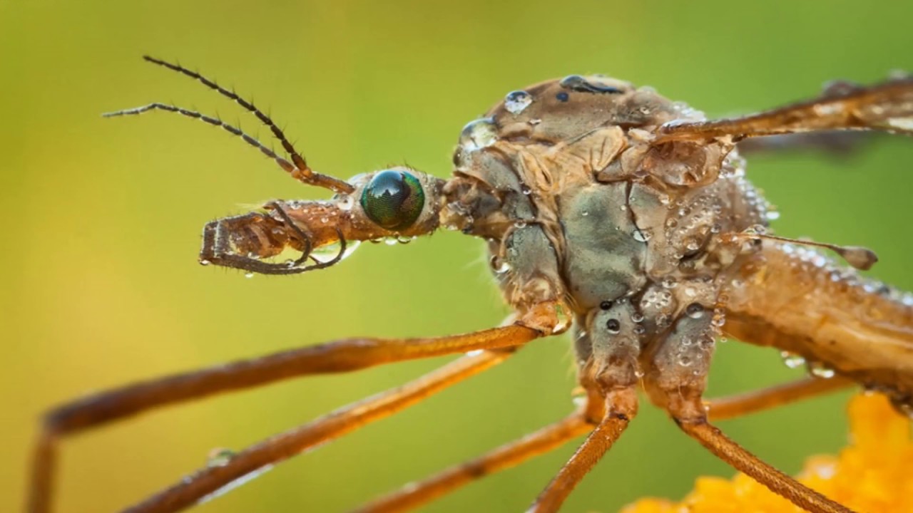 G5 Insect Armageddon - Manmade Electromagnetic Radiation is out of ...