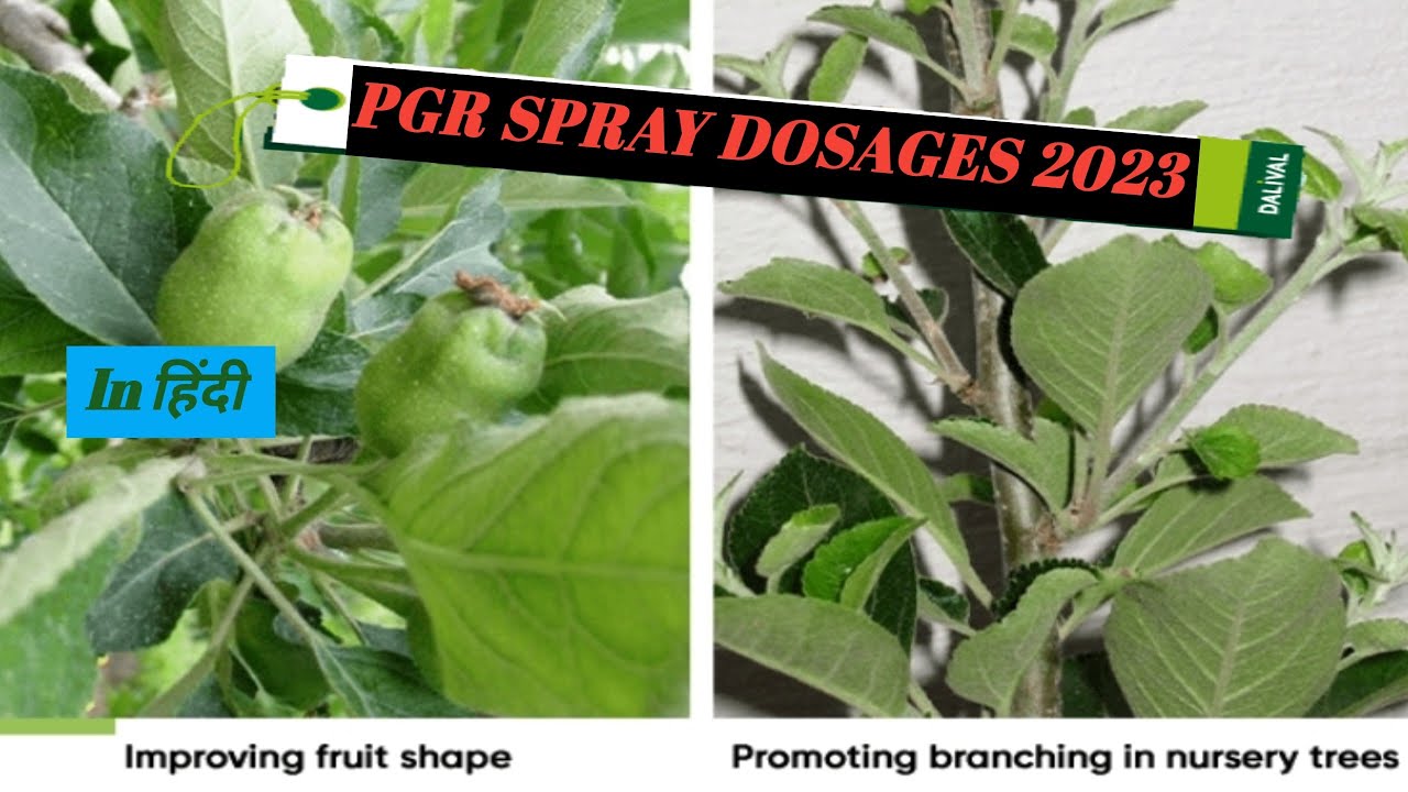 Pgr Spray Schedule 2023 Pgr Spray Himalayan Farming Live Update