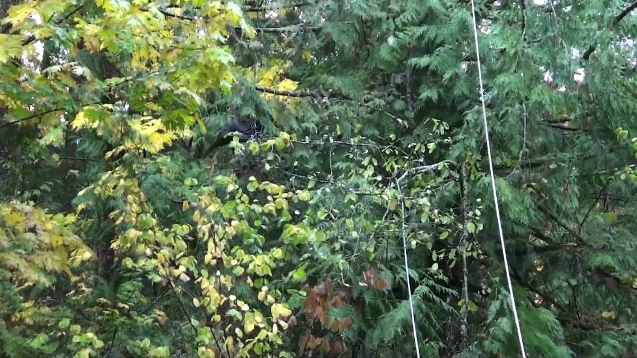 STARRS Aerial Tree Rescue Simulation - YouTube