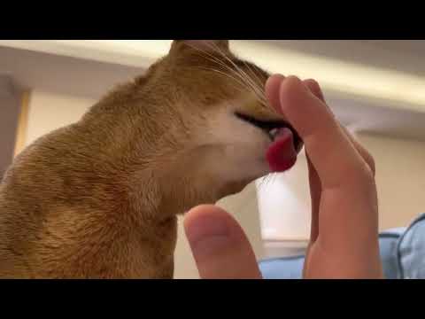 Human hand is so tasty. Abyssinian cat licking hand