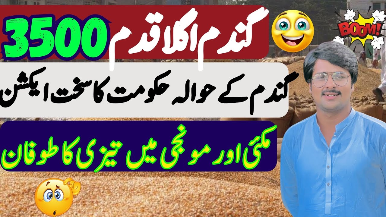 gundam market agla qadm 3500 || punjab ghala mandi rate ||maki rate ...
