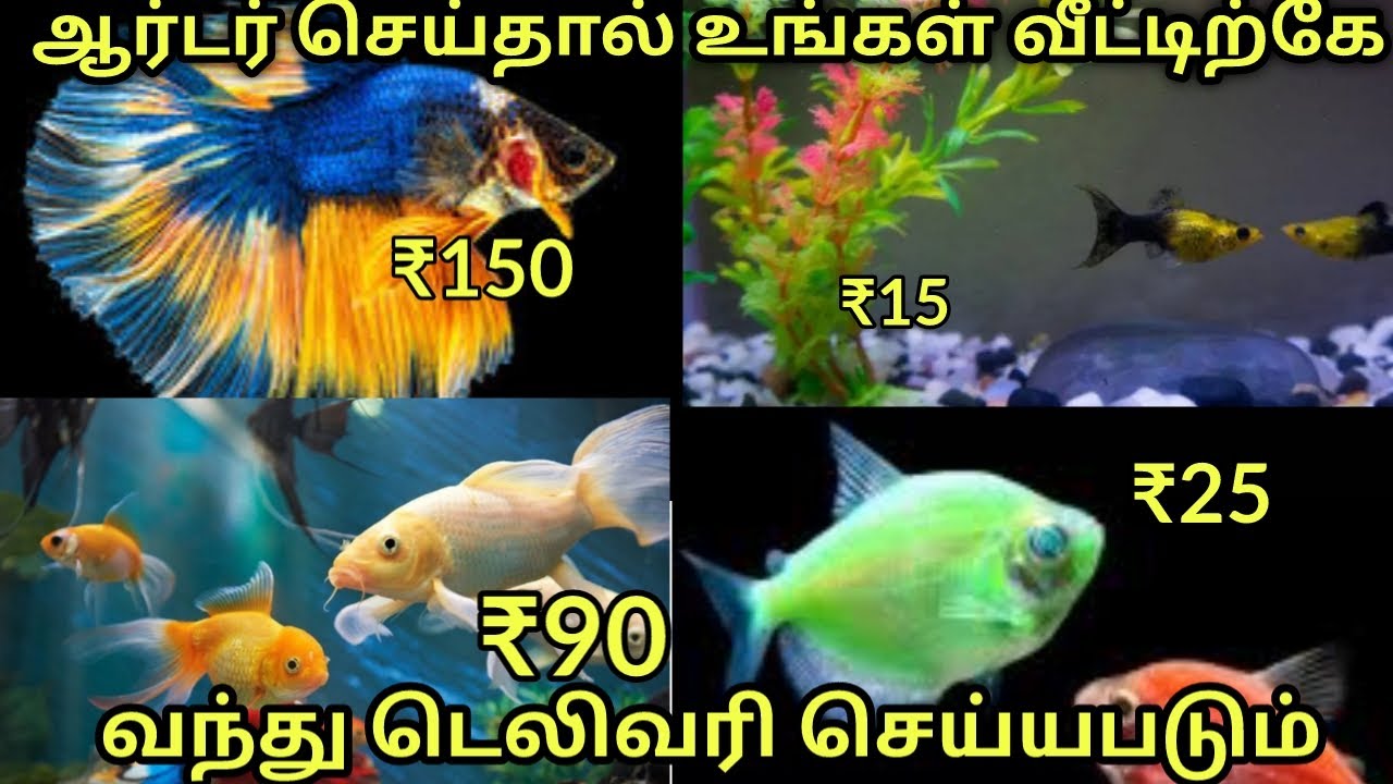🫰🐠 ஆர்டர் செய்தால் உங்கள் வீட்டிற்கே வந்து டெலிவரி செய்யப்படும் 🫰🐠 ...