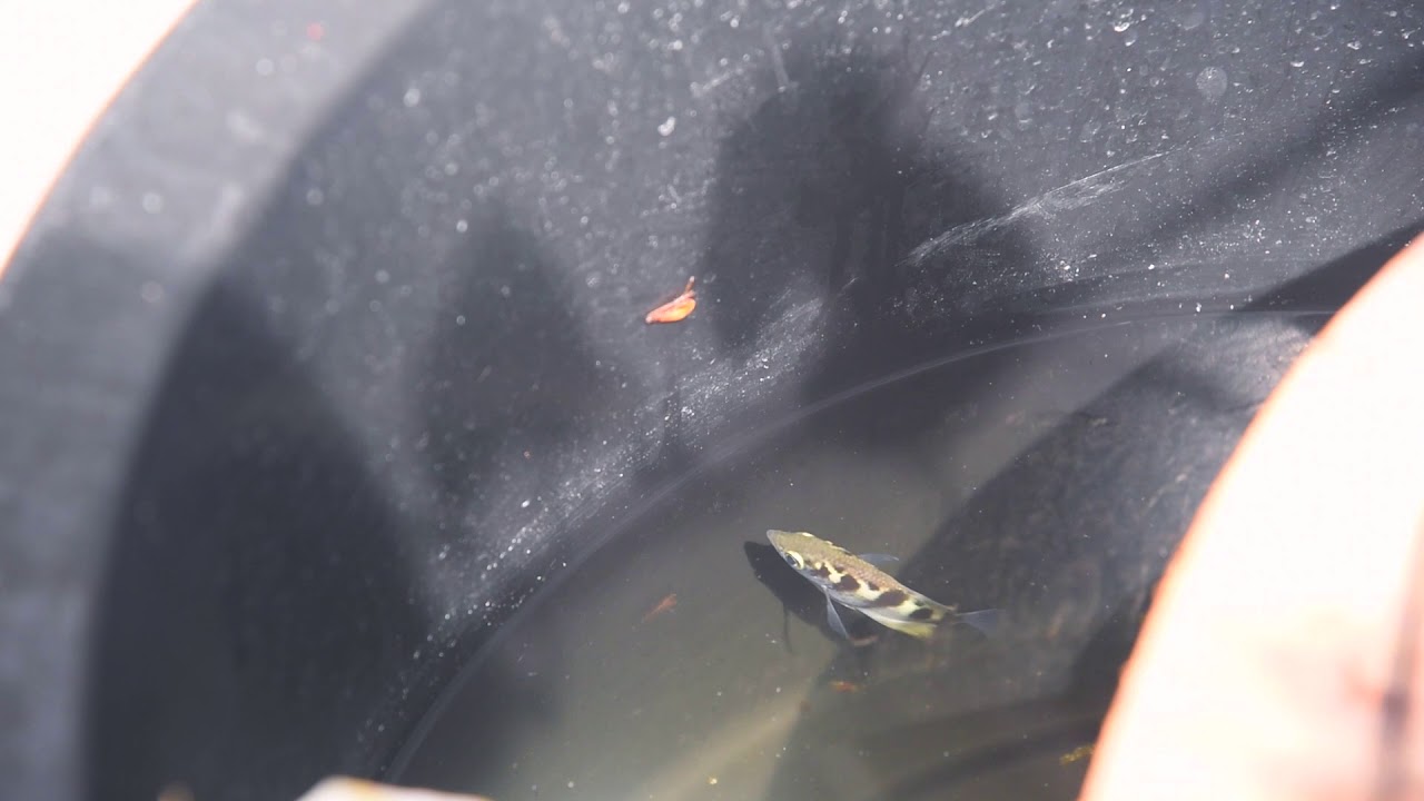 Archer Fish catching foods - YouTube
