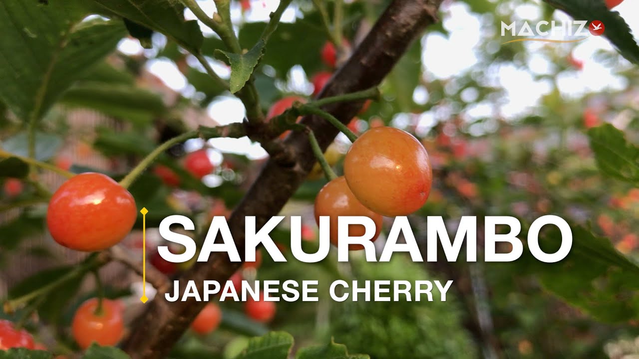 Sakurambo (Japanese Cherry) Harvest | Motivational Video - YouTube