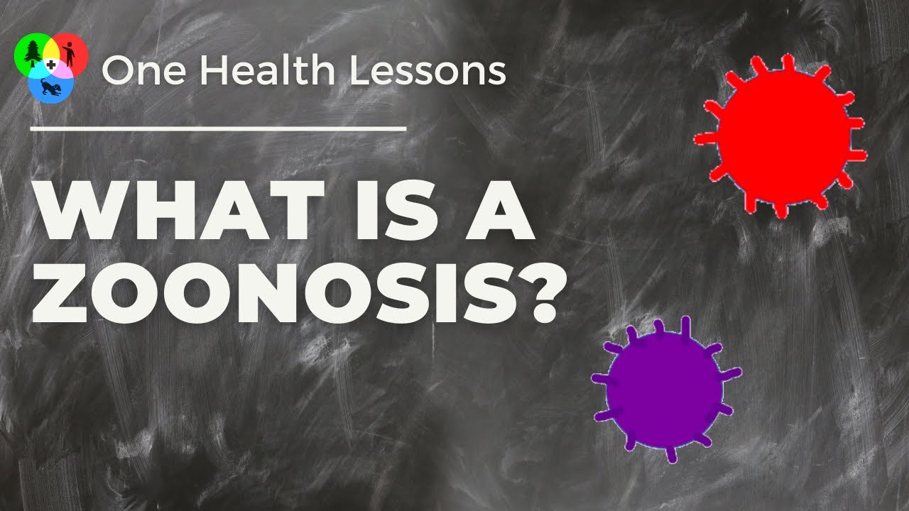 Watch Lesson: What is a zoonosis? - YouTube