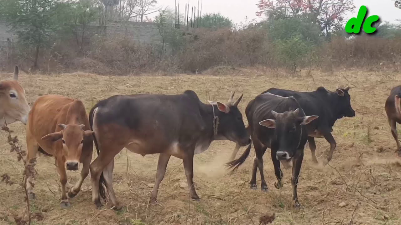 black bull try to ride on a another ox position side || bulls fighting ...