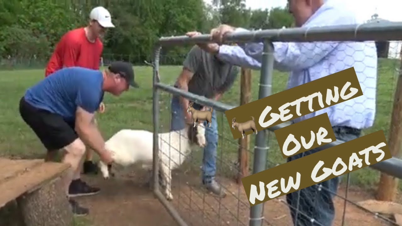 🐐Getting Cute Goats—catching, transporting & introducing them to our ...