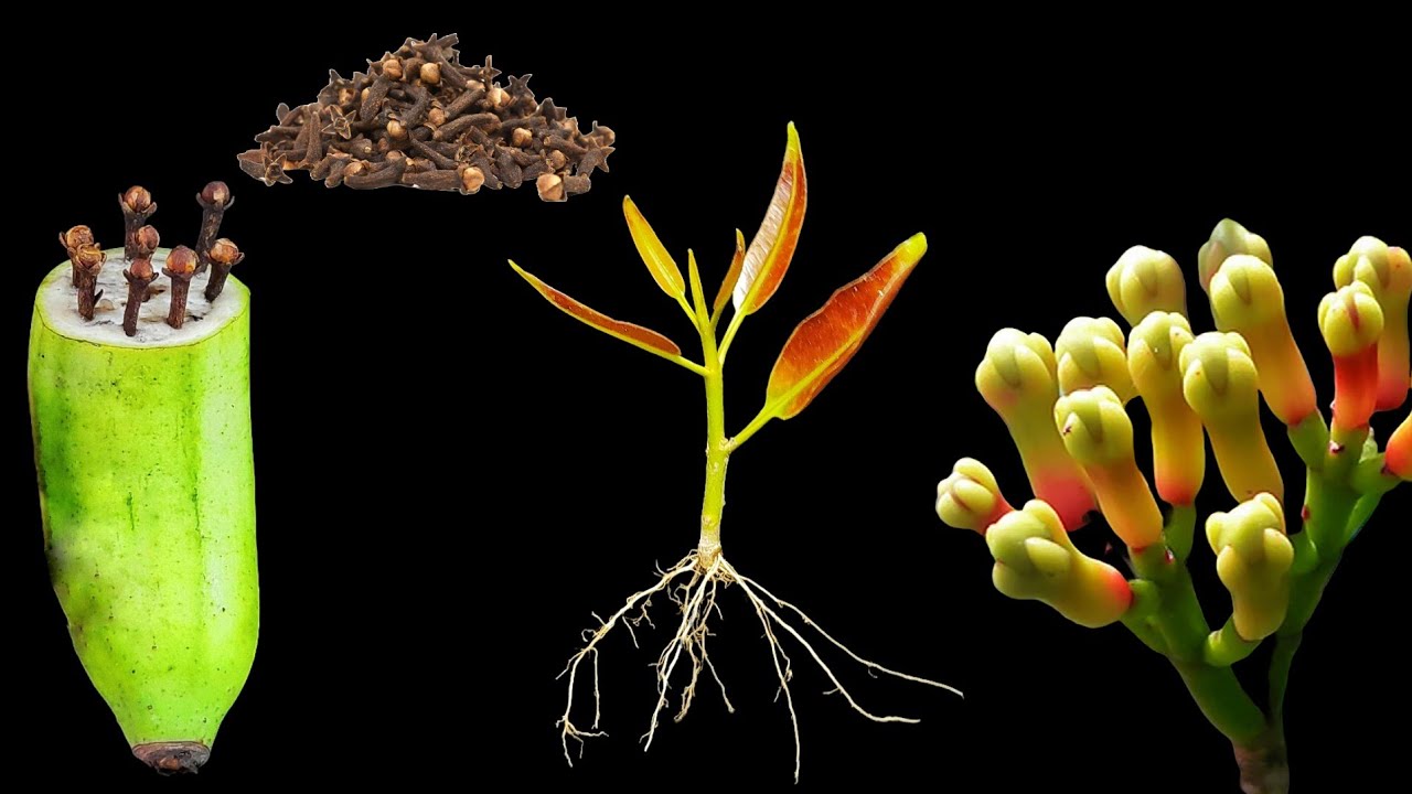 How to grow Cove plants at home | Cove in A Cove | Cove plant 100 % ...