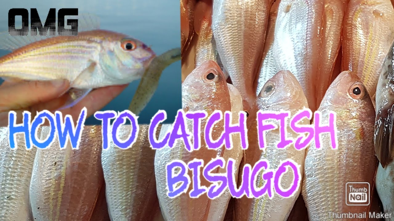 How to catch BISUGO (Traditional Fishing) - YouTube