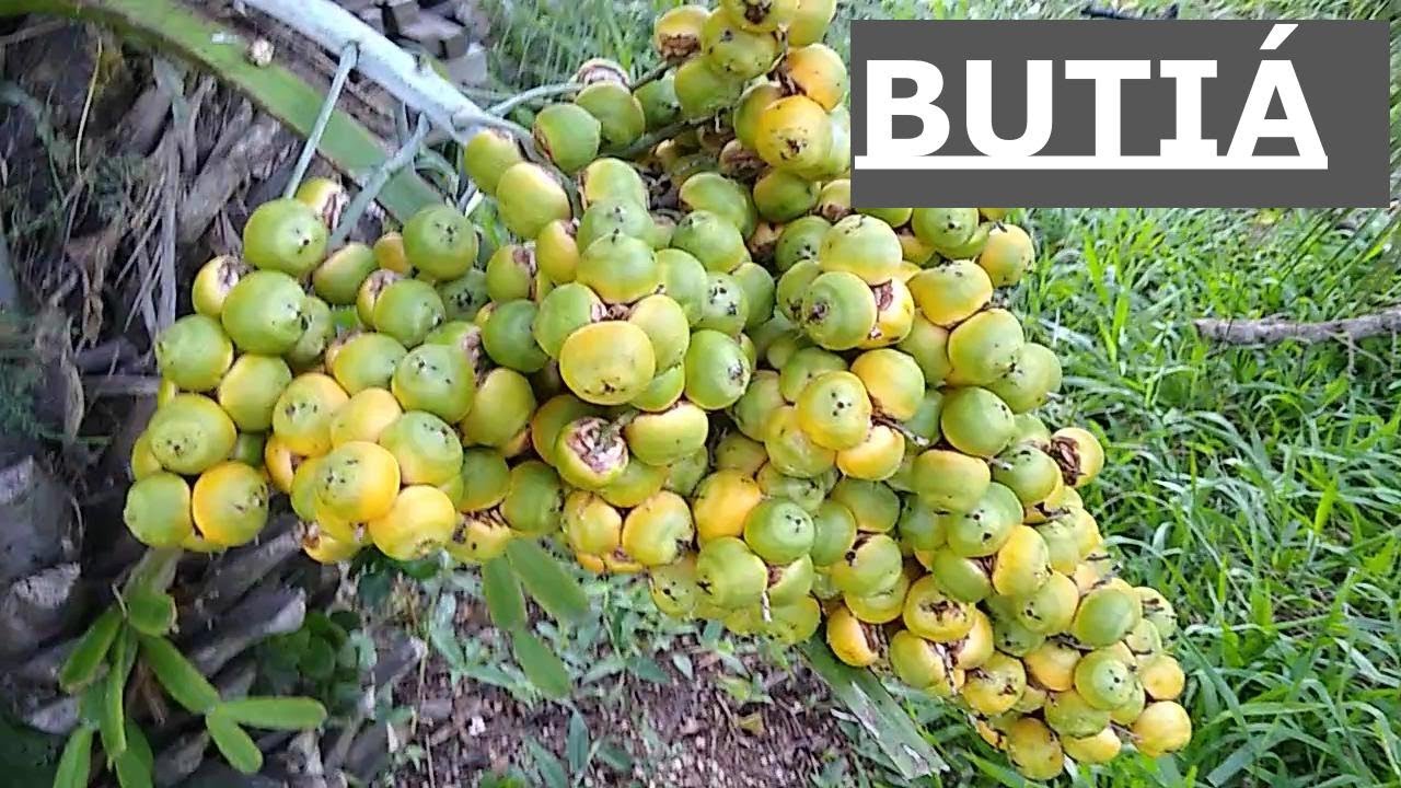 BUTIÁ, FRUTA TÍPICA DO RGS MUITO SABOROSA - YouTube