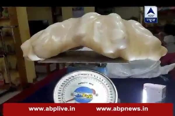World's biggest pearl, a 34kg gem, comes out from under a fisherman's ...