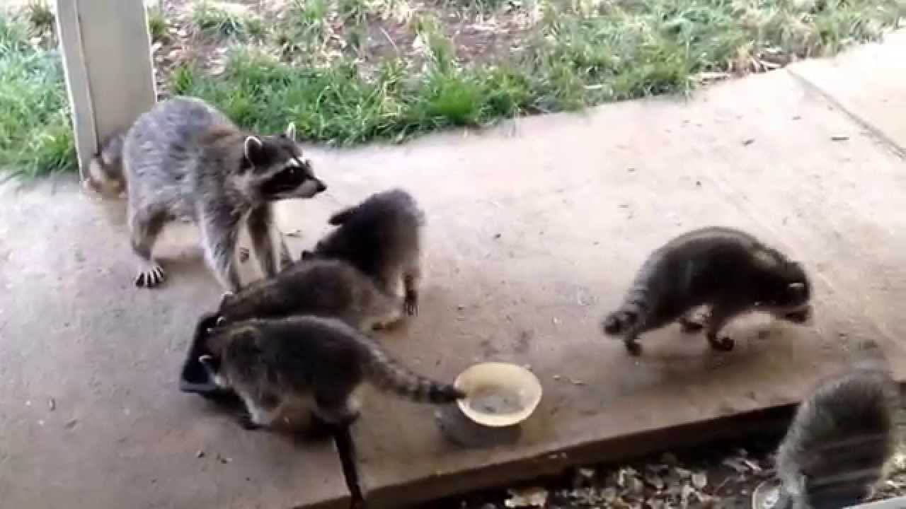 Mama Raccoon showed up with her babies tonight for the first time ...