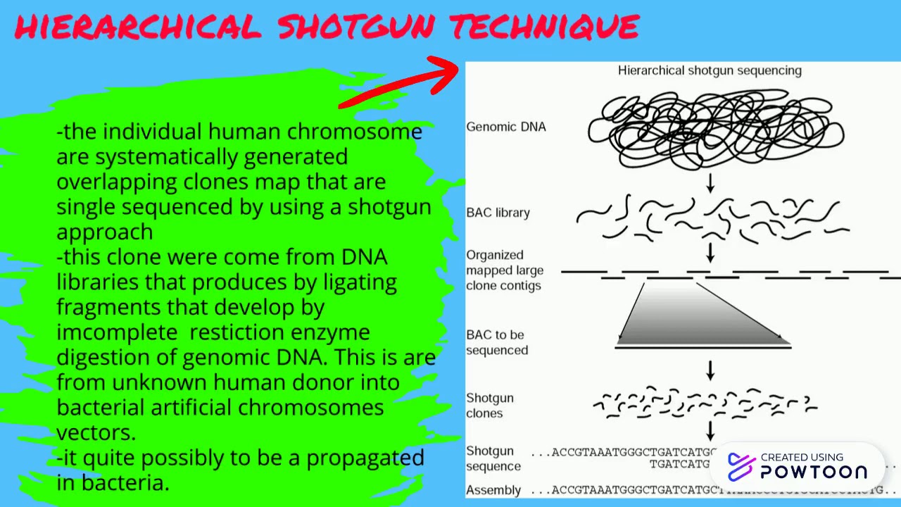 APPLICATION OF SHOTGUN SEQUENCING - YouTube