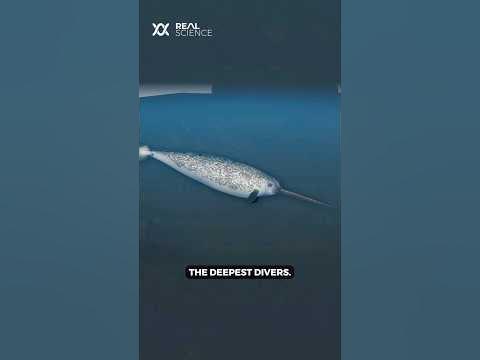 How do narwhals dive all the way to the ocean midnight zone? - YouTube