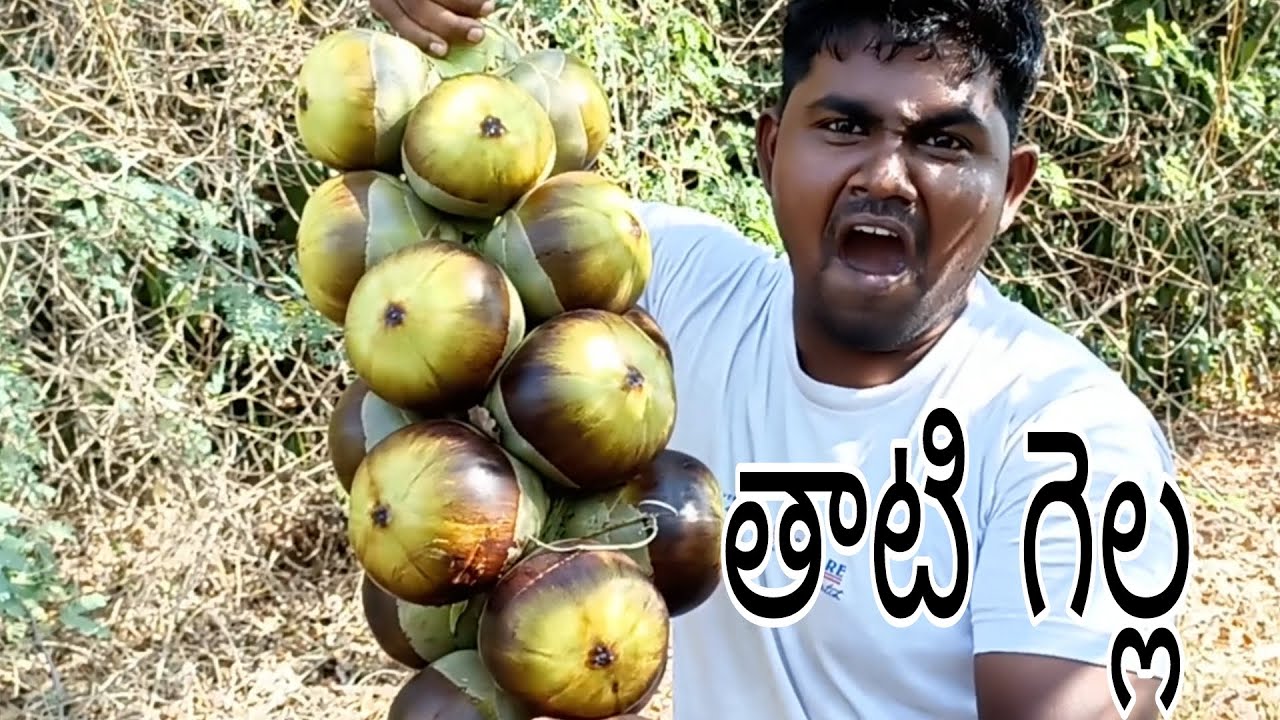 Rendova roju thatikayalupalm tree fruit barakala chettu thati - YouTube