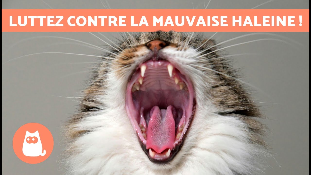 5 REMÈDES MAISON contre la MAUVAISE HALEINE chez le CHAT 🐱💨 | Mon chat ...