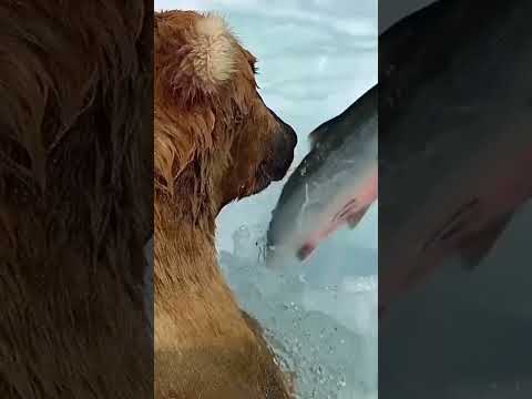 Grizzly Bear Catching Salmon | Amazing Nature | #shorts - YouTube
