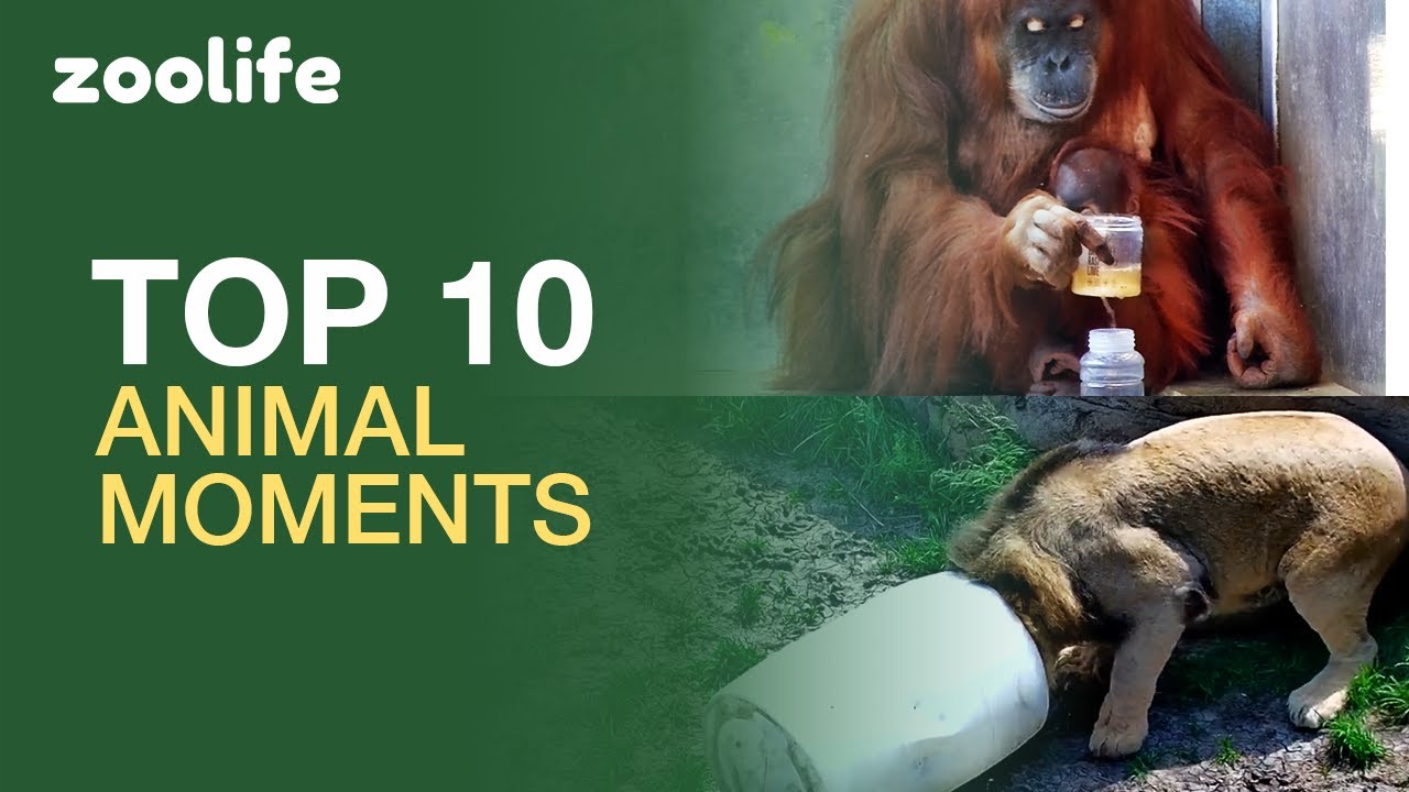 🌟 BEST animal videos on zoolife - May's Most Amazing Animal Moments! 🌟 ...