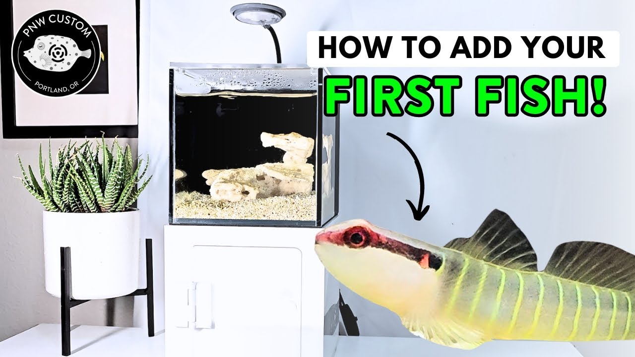 How To Add Your First Fish | Small-In-One Desktop Aquarium - YouTube