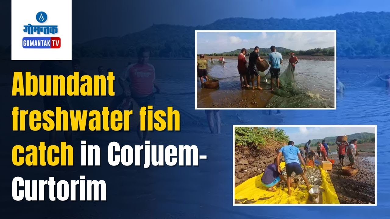 Curtorim News - Abundant freshwater fish catch in Corjuem-Curtorim ...