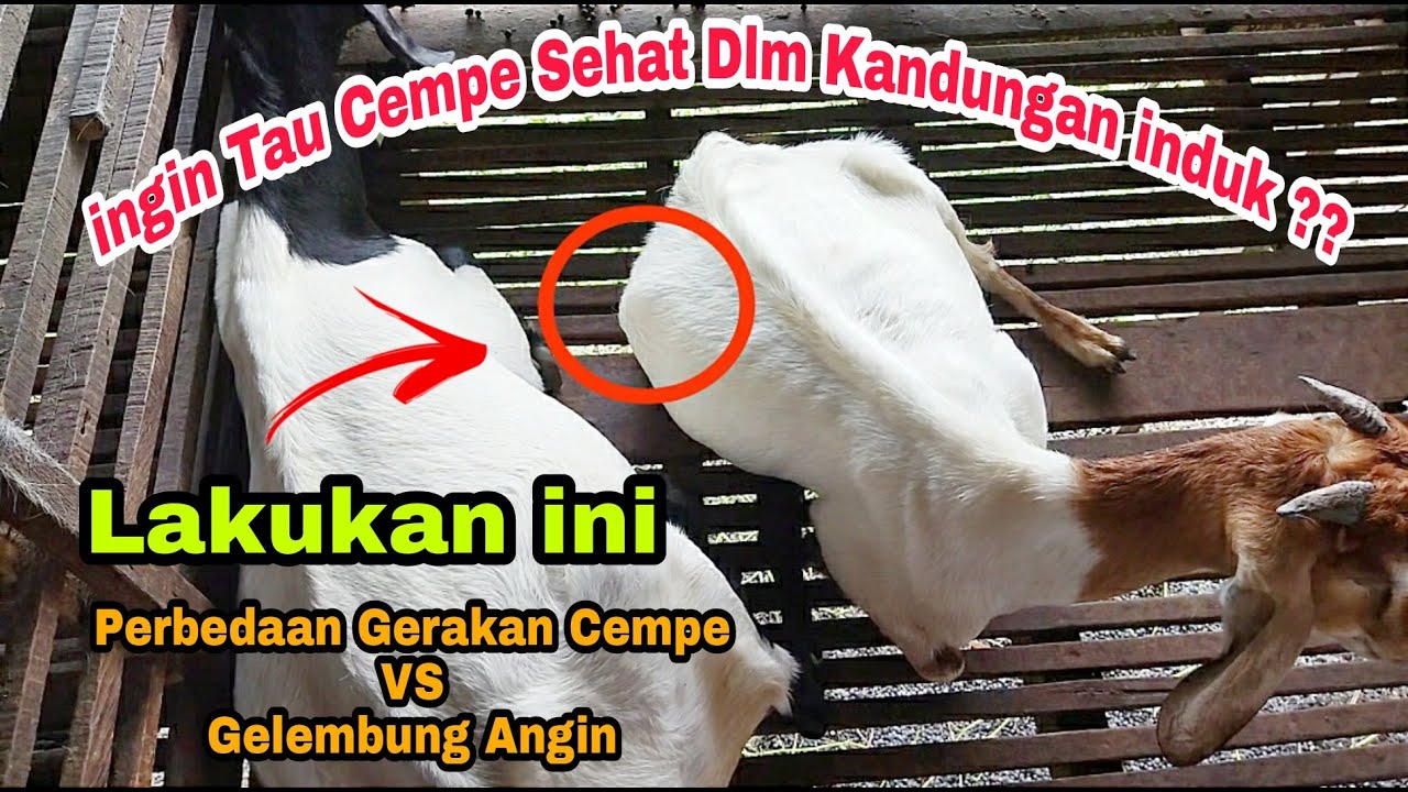 Perbedaan Gerakan Cempe Di Kandungan Vs Gerakan Gelembung Angin #cempe ...