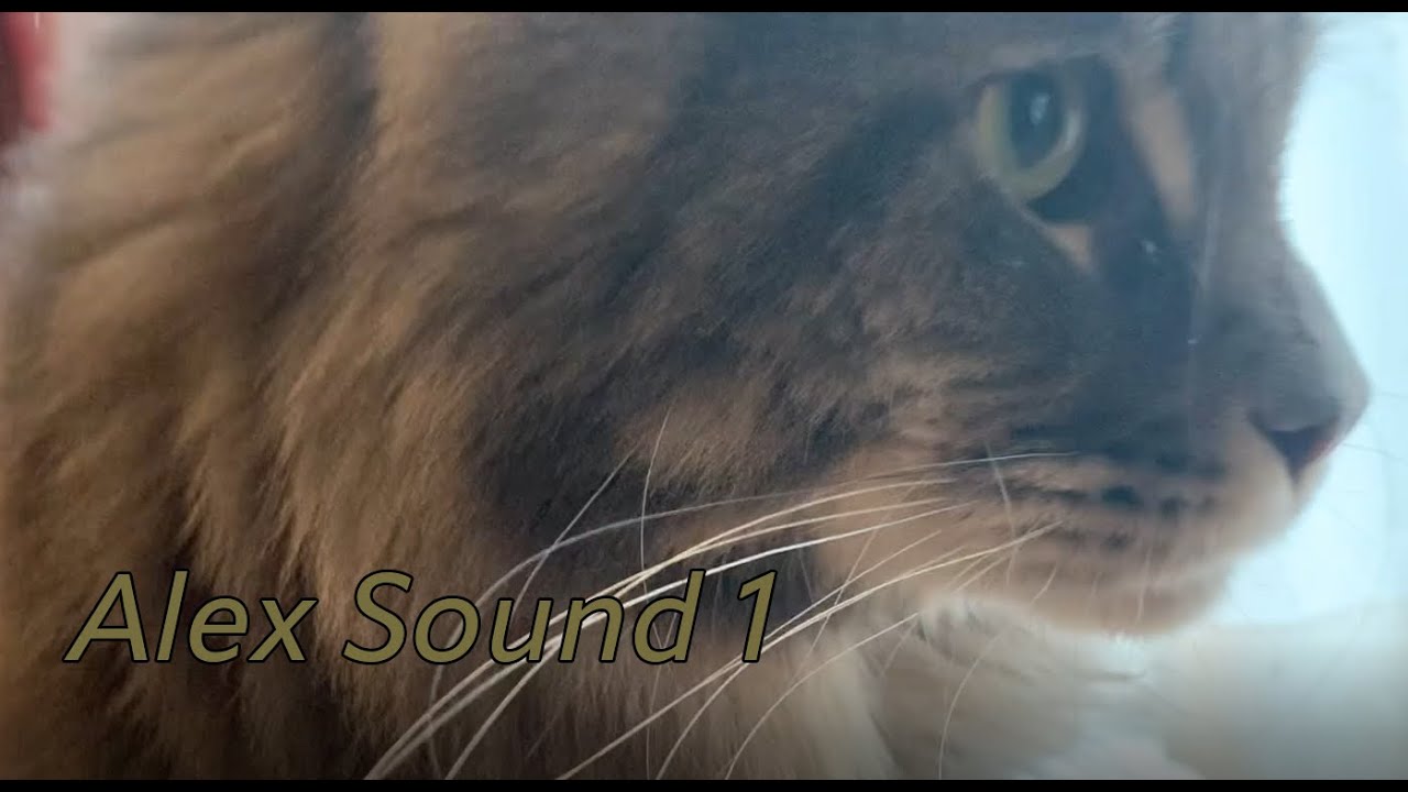 Alex Sound 1 - cat movie - YouTube