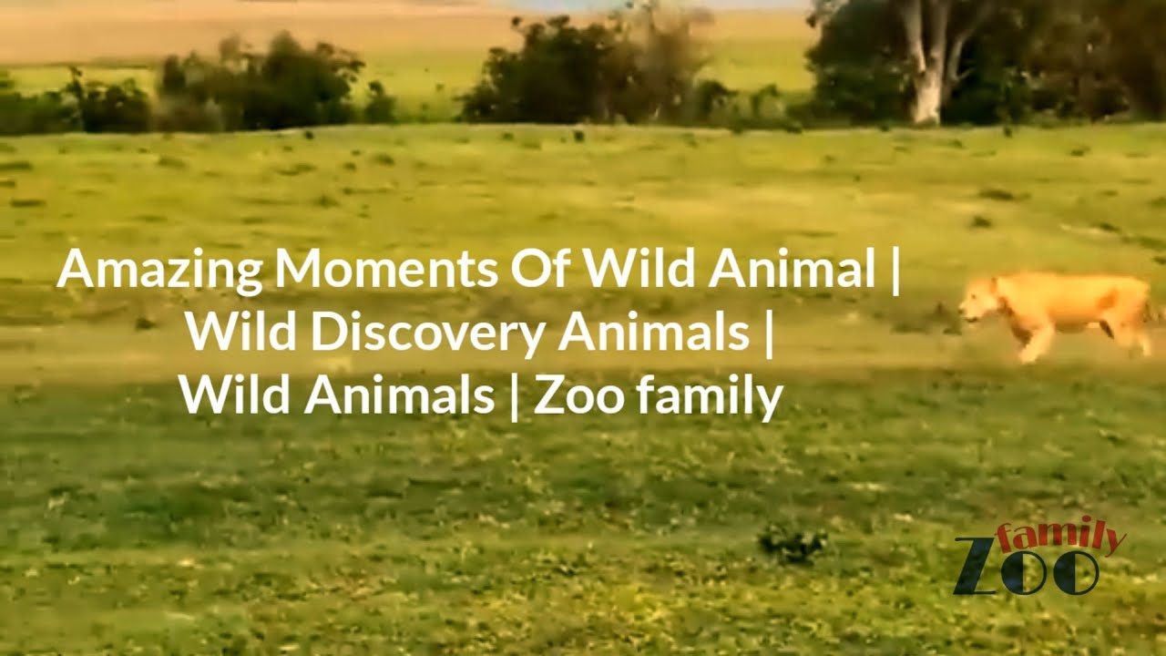 Amazing Moments Of Wild Animal | Wild Discovery Animals | Wild Animals ...
