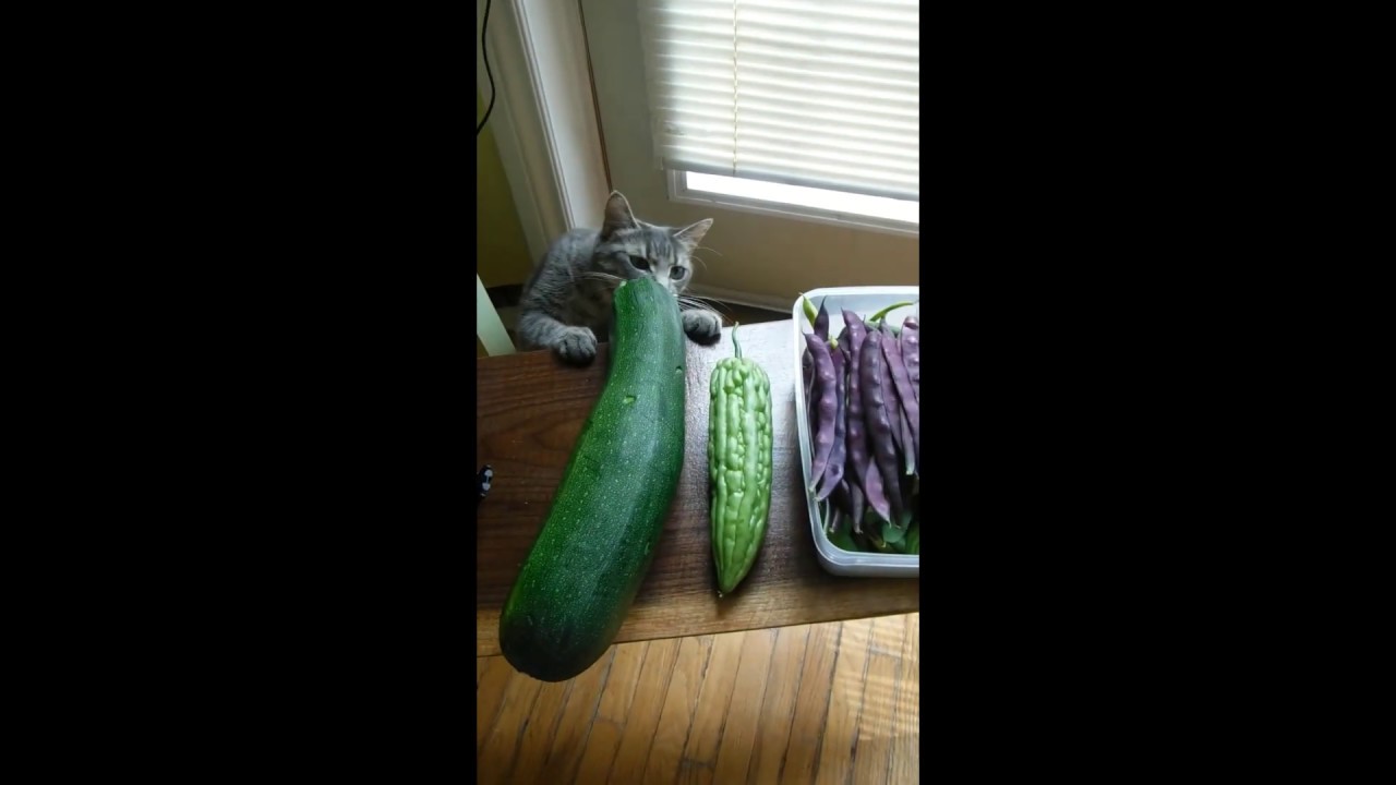 Our Cat Storm samples some zucchini fresh from the Garden! - YouTube