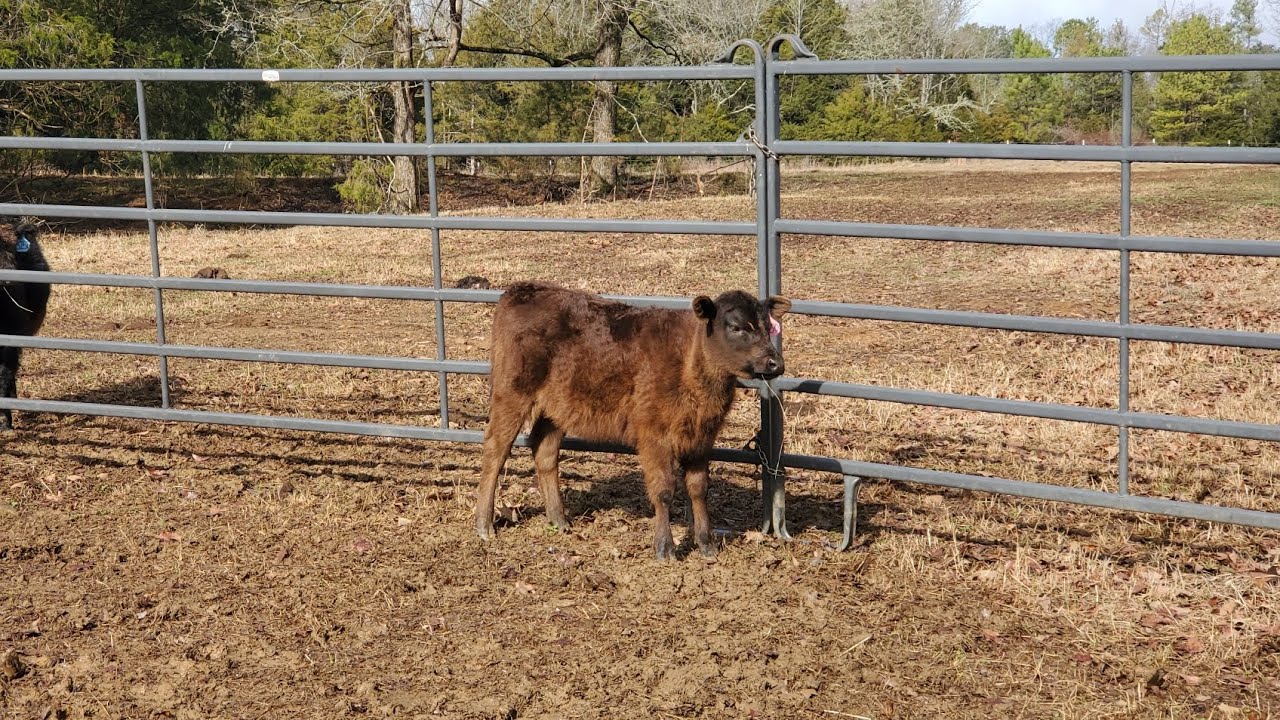Day of delivery 3 heifer calves to new farm Calhoun Creek Cattle ...