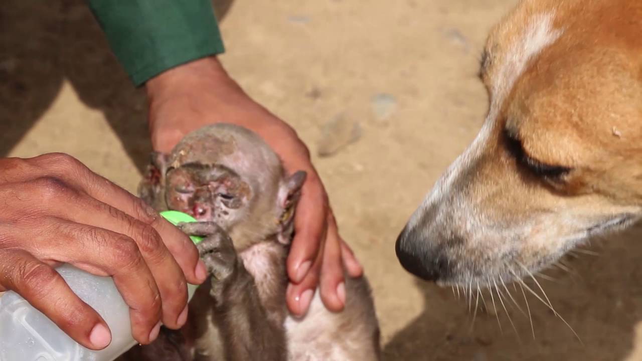 The most amazing monkey rescue video - YouTube