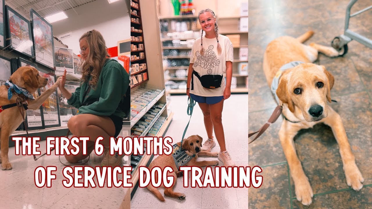 THE FIRST 6 MONTHS OF OWNER SERVICE DOG TRAINING | commands ...