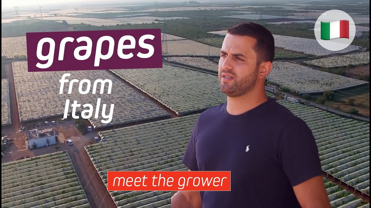 Meet The Grower in Italy | EXSA Europe - YouTube