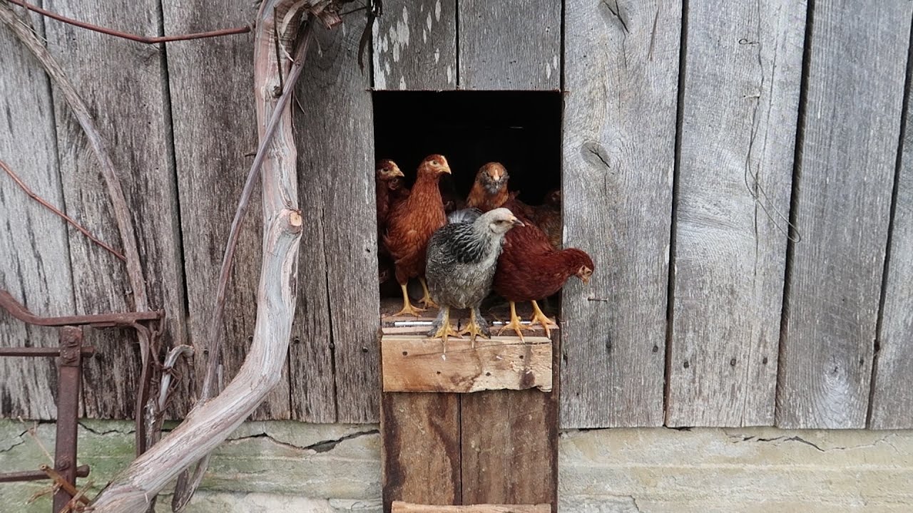 These Chicks Dig Freedom! - First Time In The New Yard - YouTube