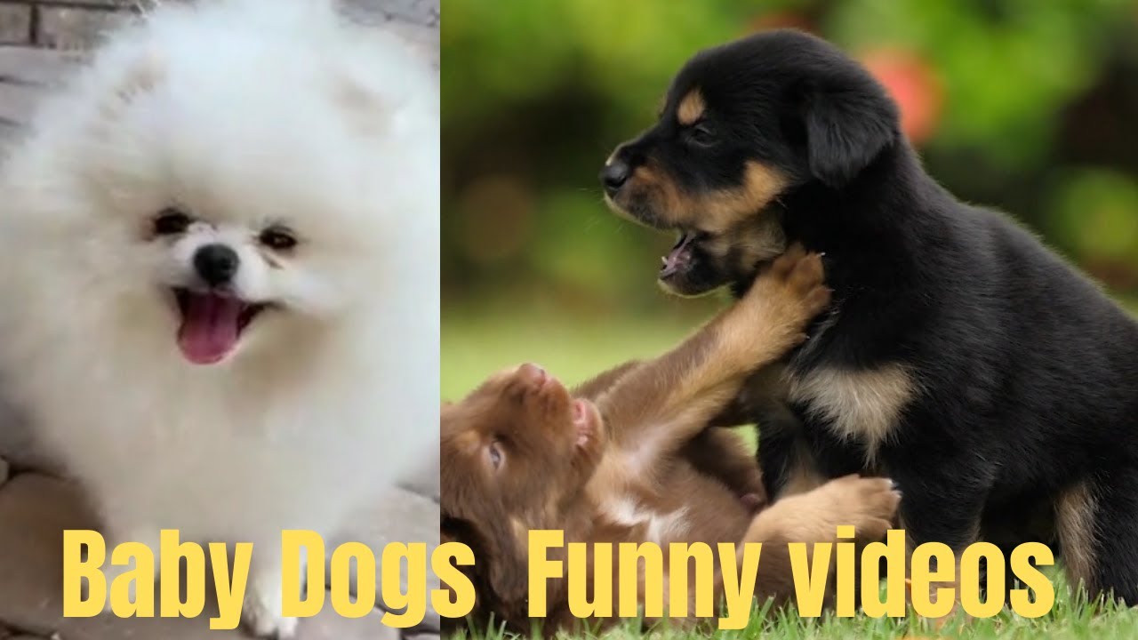 Baby Dogs - Cute And Funny Dog Videos Compilation #25 / funny dogs ...