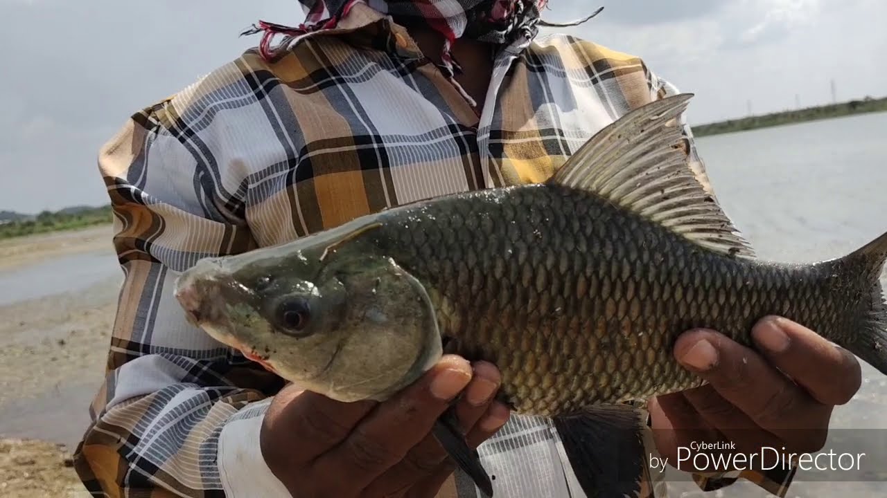 how to catch fish || katla fish pakadne ki Aasan tarika || amazing ...