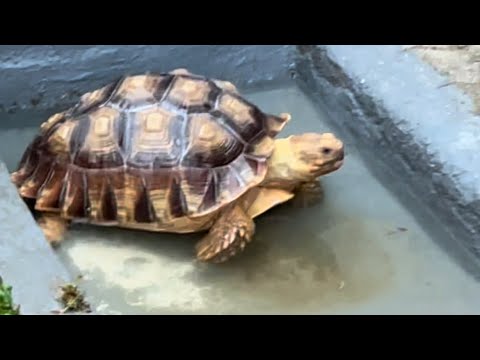 A Sulcata Tortoise Soaking in a Pool During the Rain While Excreting ...