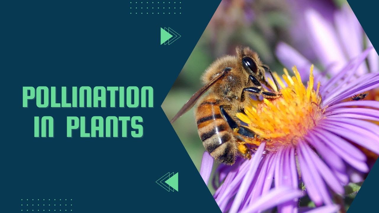 Pollination in Flowers | Plants Life Chp-1 | Class - 6 ICSE | Biology ...