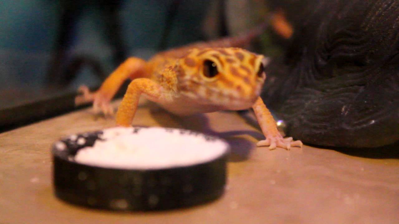 Leopard Gecko Walking Around - YouTube