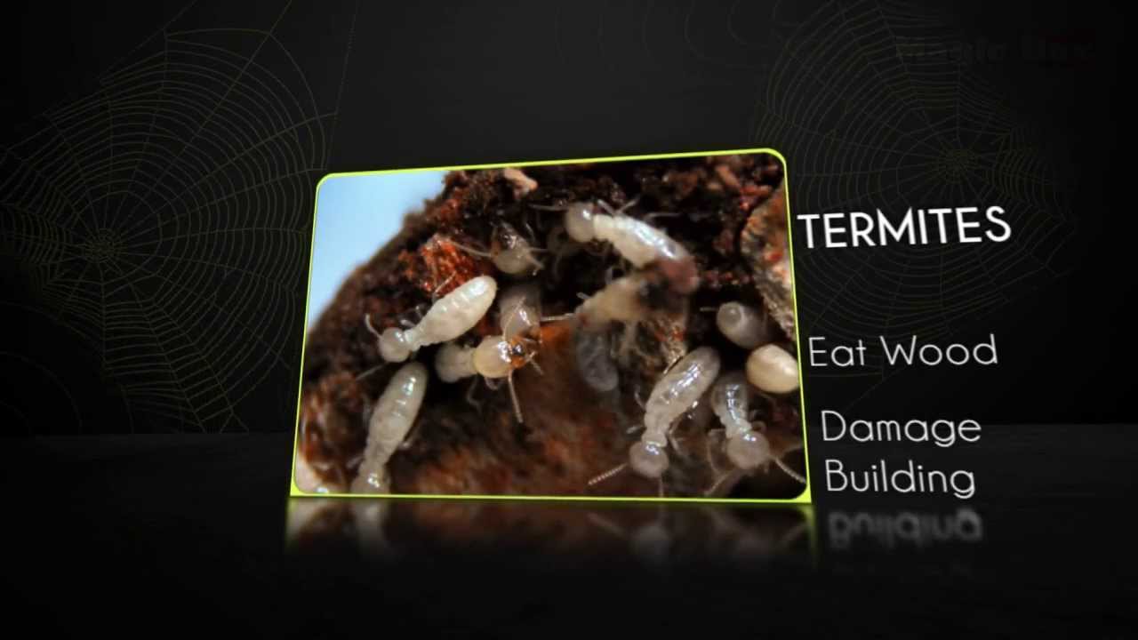 Termites - Insects And Reptiles- Pre School-Animation Videos For Kids ...