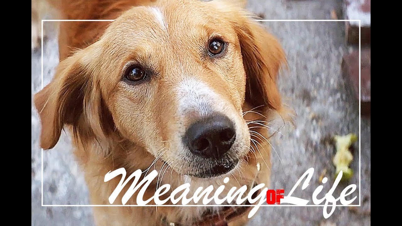 Multifandom Animals || Meaning of Life - YouTube